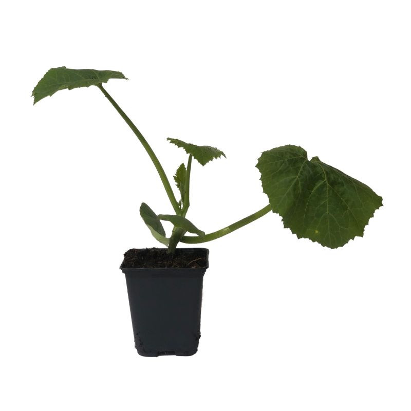 Plant De Courgette Prix