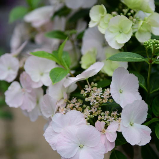 Livraison rapide arbuste Hortensia hybr runaway bride