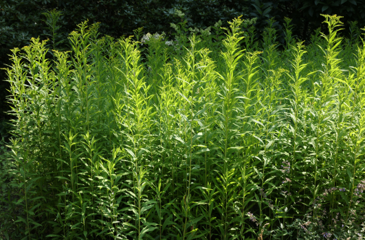 Plant Estragon : Quand, où, comment planter de l'Estragon en pot ou ...